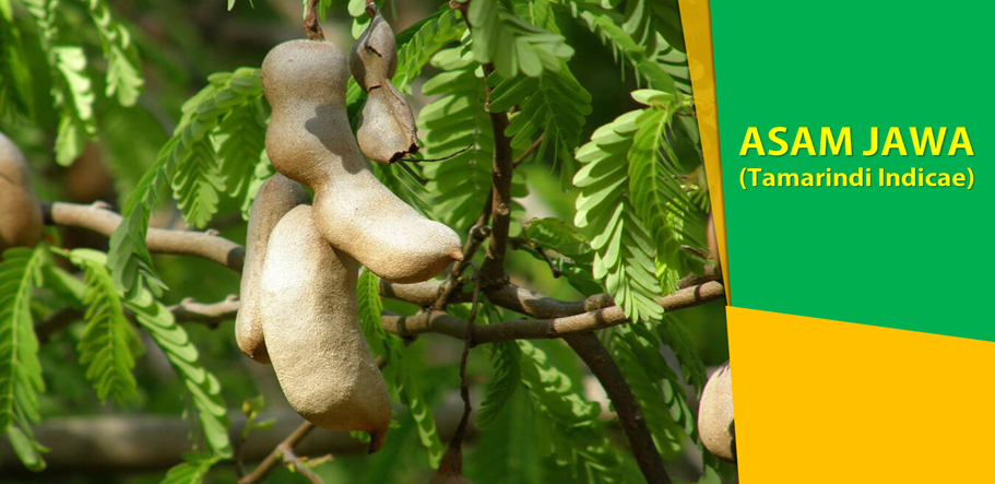 Asam Jawa Secara Empiris Digunakan untuk Diet