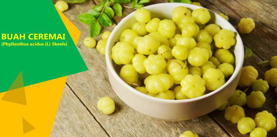Ceremai Buah Masam Mungil Bikin Langsing Badan