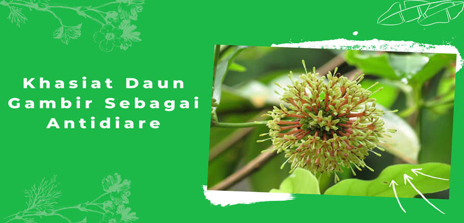 Khasiat Daun Gambir Sebagai Antidiare
