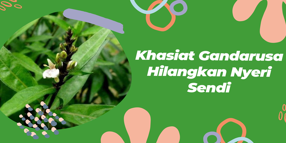 Khasiat Gandarusa Hilangkan Nyeri Sendi
