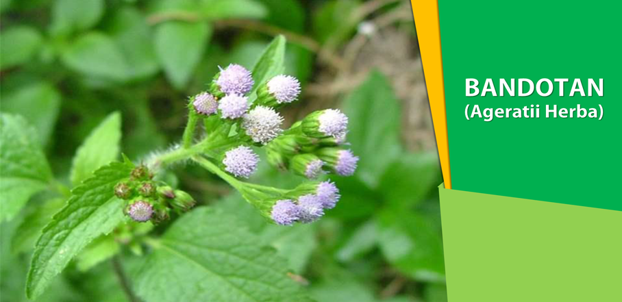 Khasiat Bandotan Sebagai Antiinflamasi