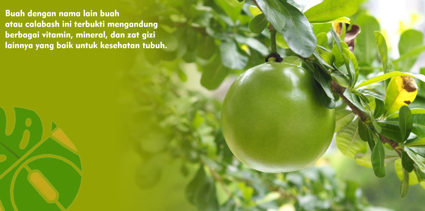 Khasiat Buah Berenuk Baik Untuk Mencegah Infeksi Cacing Pada Tubuh