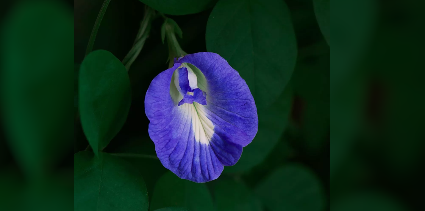 Khasiat Bunga Telang, Baik Untuk Kesehatan Mata