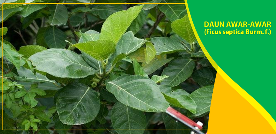 Khasiat Daun Awar-Awar Obati Kanker