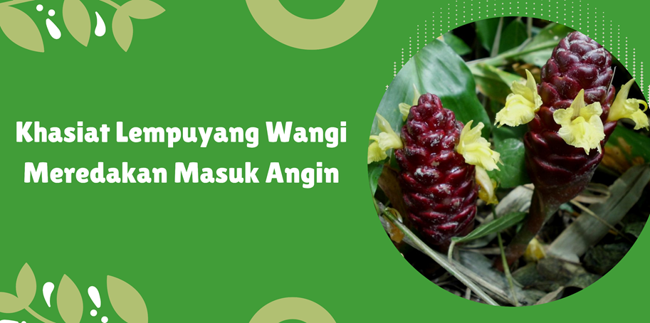 Khasiat Lempuyang Wangi Meredakan Masuk Angin