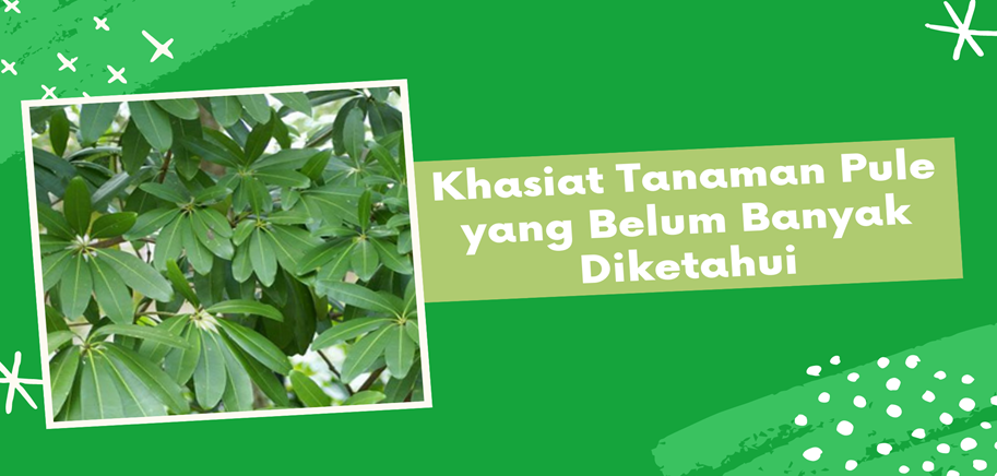 Khasiat Tanaman Pule yang Belum Banyak Diketahui
