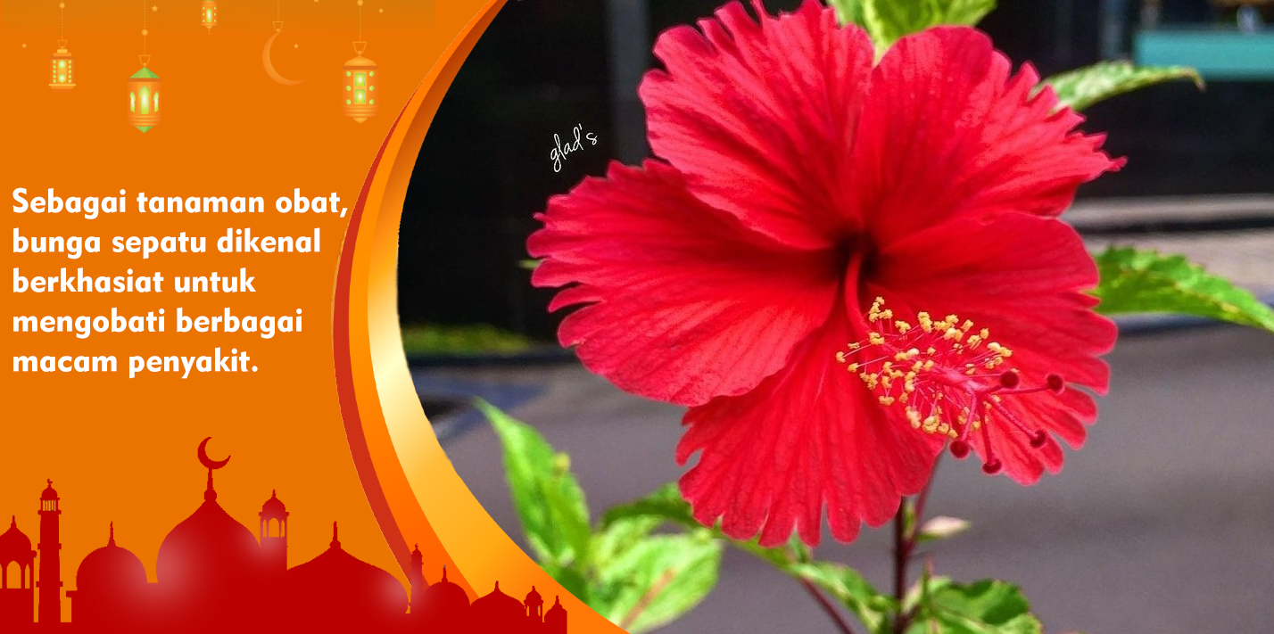 Manfaat Tanaman Bunga Sepatu Sebagai Obat Herbal