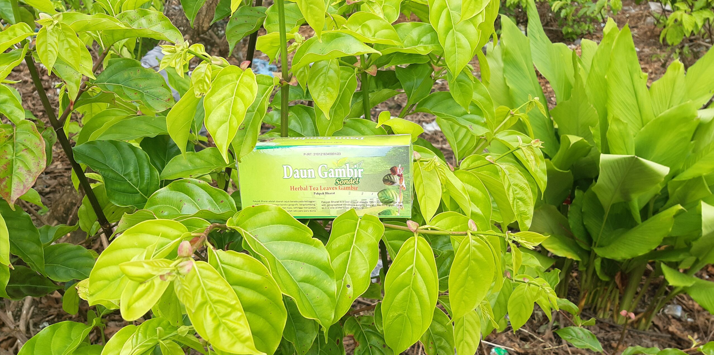 Potensi Daun Gambir Sebagai Produk Herbal Penurun Kolesterol