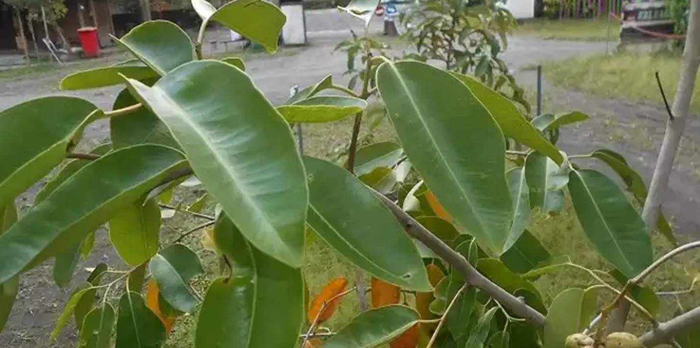 Potensi Ekstrak Daun Jamblang sebagai Kandidat Obat Anticovid