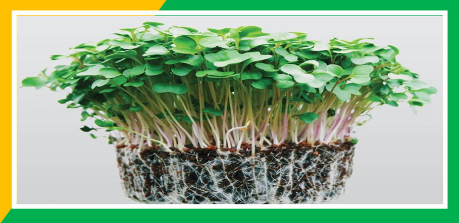 Segudang Khasiat Sayuran Microgreen