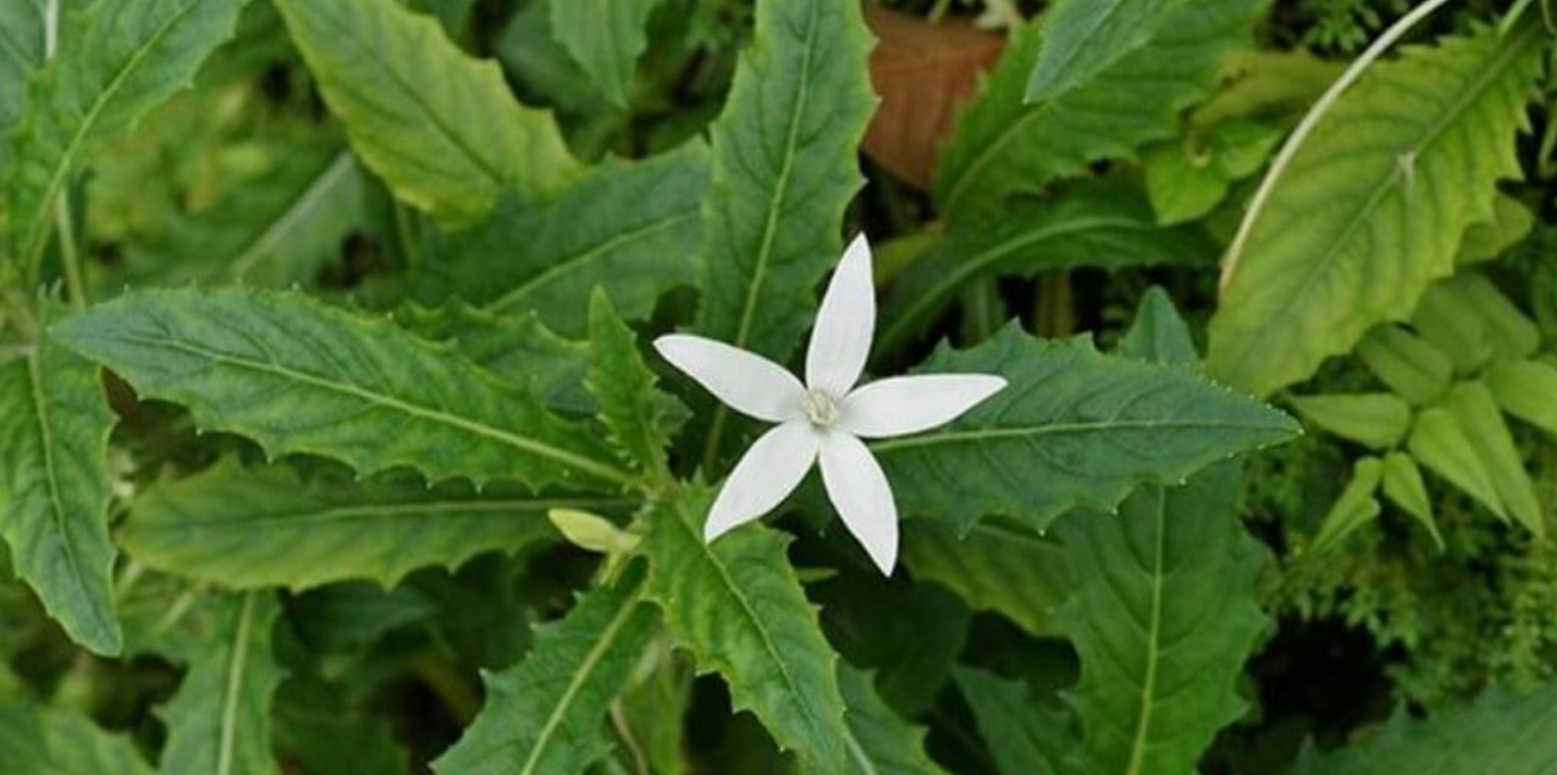 Segudang Khasiat Tumbuhan Korejat, Baik Untuk Kesehatan Mata