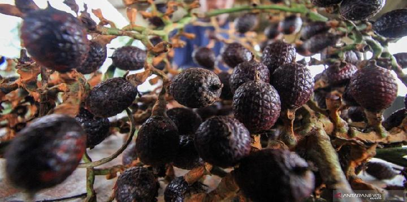 Buah Jernang Aceh Jadi Incaran Cina untuk Bahan Obat Herbal